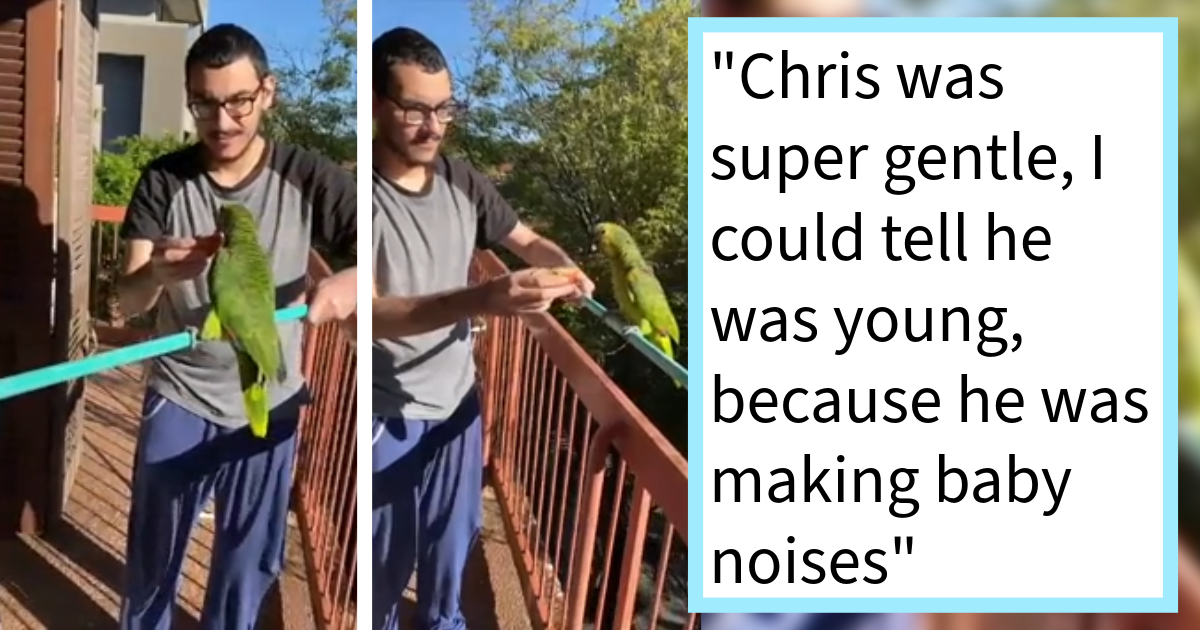 Escaped Paraguayan parrot ‘Chris’ found by local after luring him out ...