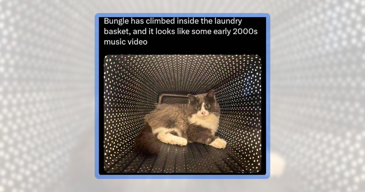 22 Pawfect Cat Memes Portraying Precious Purrs and Meowing Menace - I ...