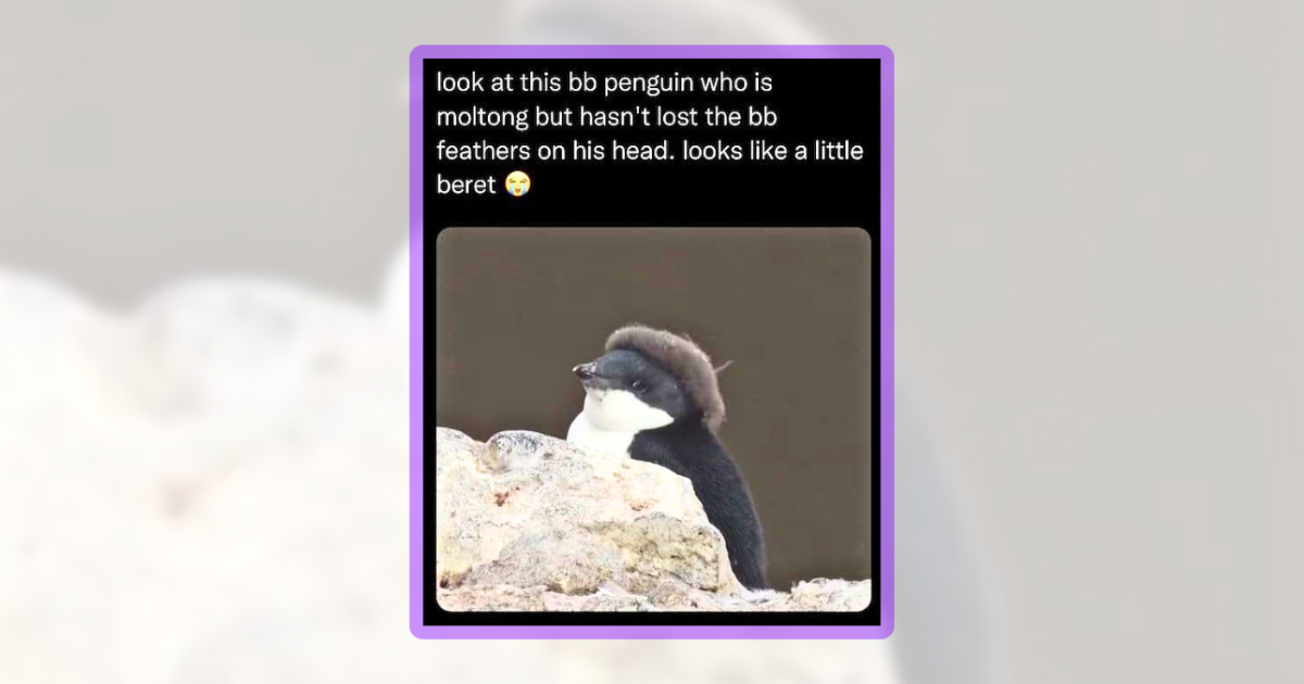 20 Penguin Posts to Waddle With Towards a Wholesome Weekend - Animal ...