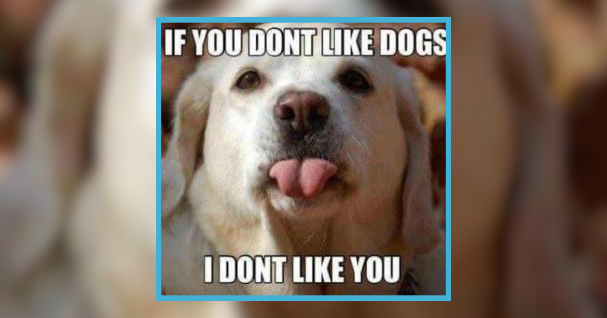 Good ol' Fashioned Dog Memes to Start the Day With Smiles and Silliness ...