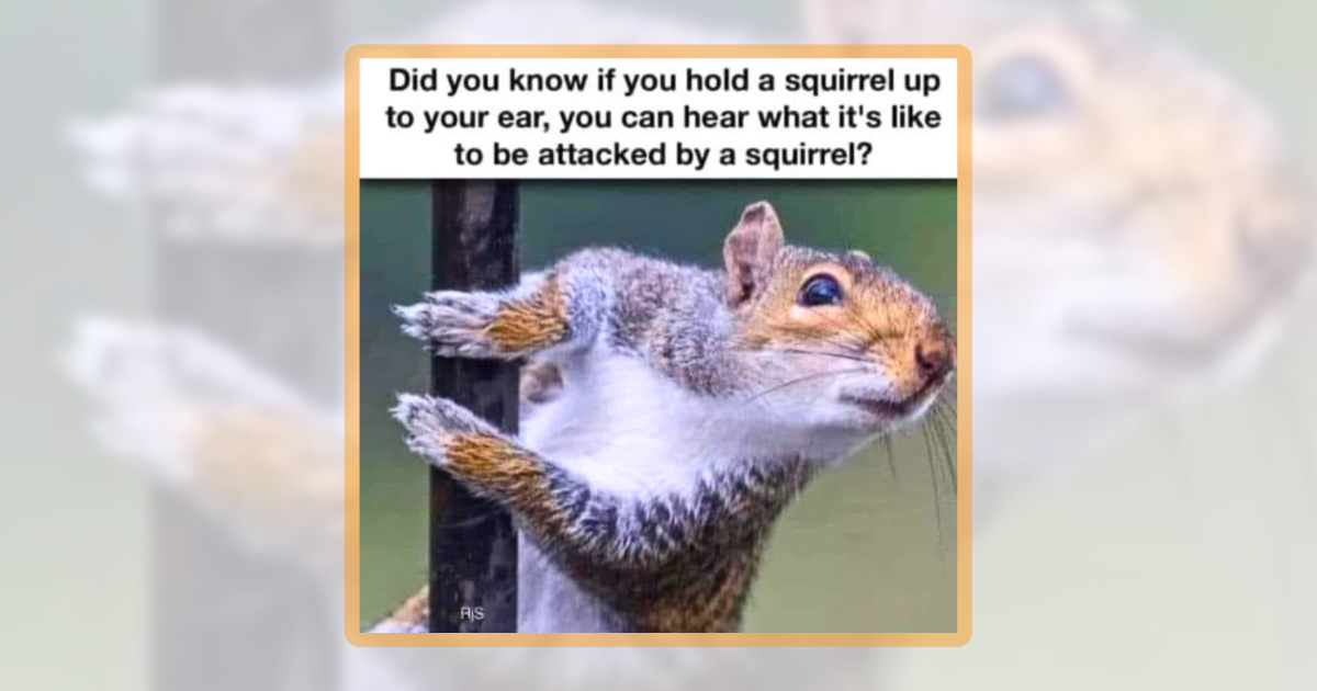 21 Acorn-Approved Squirrel Memes to Stash Away for Cozy Day Giggles ...