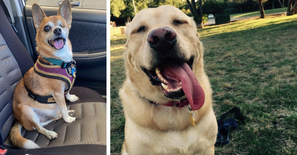25 Happy Dog Pics that’ll Play on Your Weakness for Tail-Wags - Animal ...