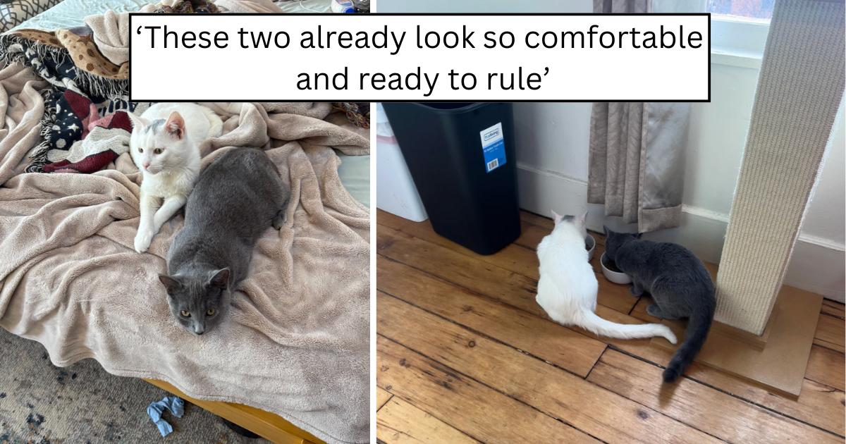 'Super happy to have cats in the house again': A wholesome rescue ...