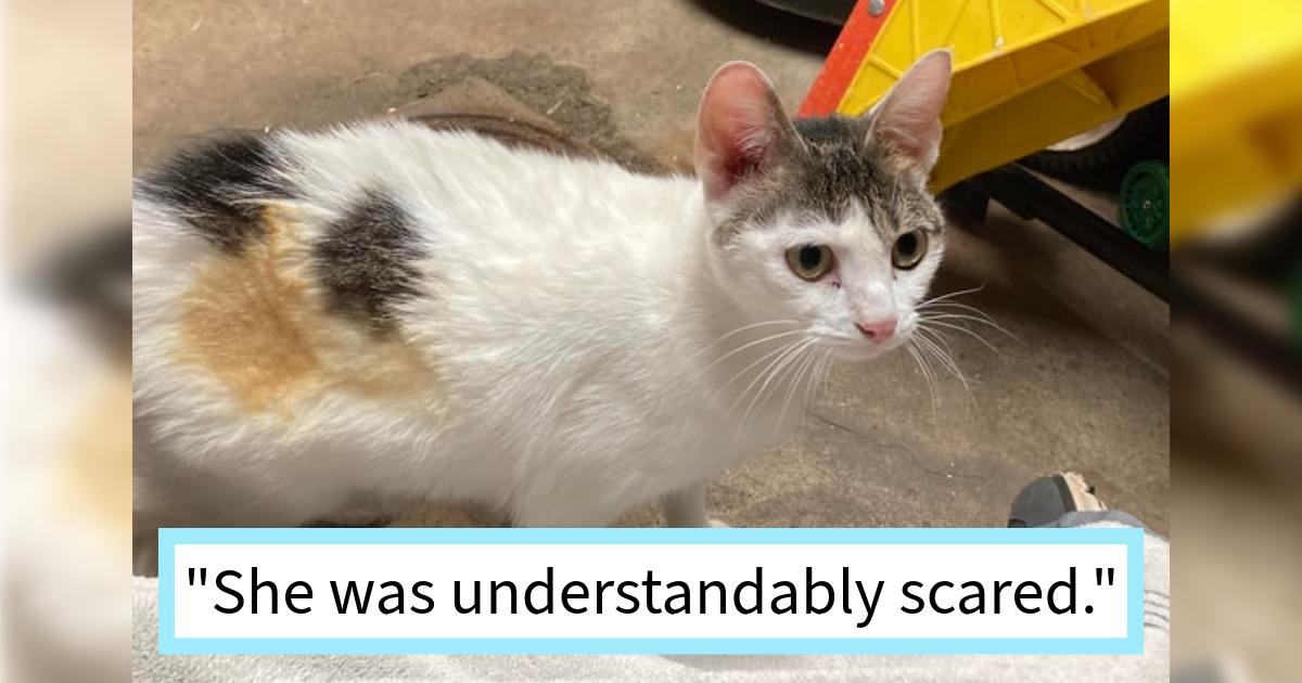 ‘They said there’s a cat under your car. ‘: Idaho couple rescue ...