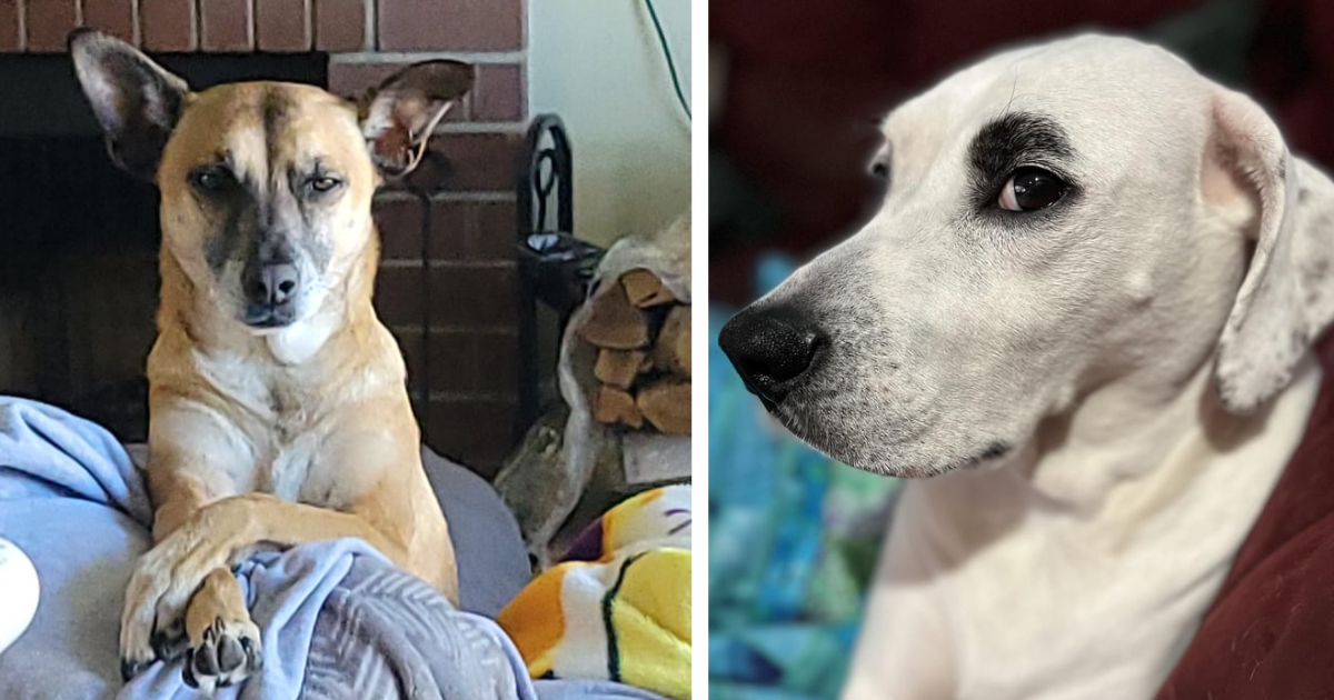 21 Judgmental Pup Pics Giving you the Sizzling Side-Eye for Not ...