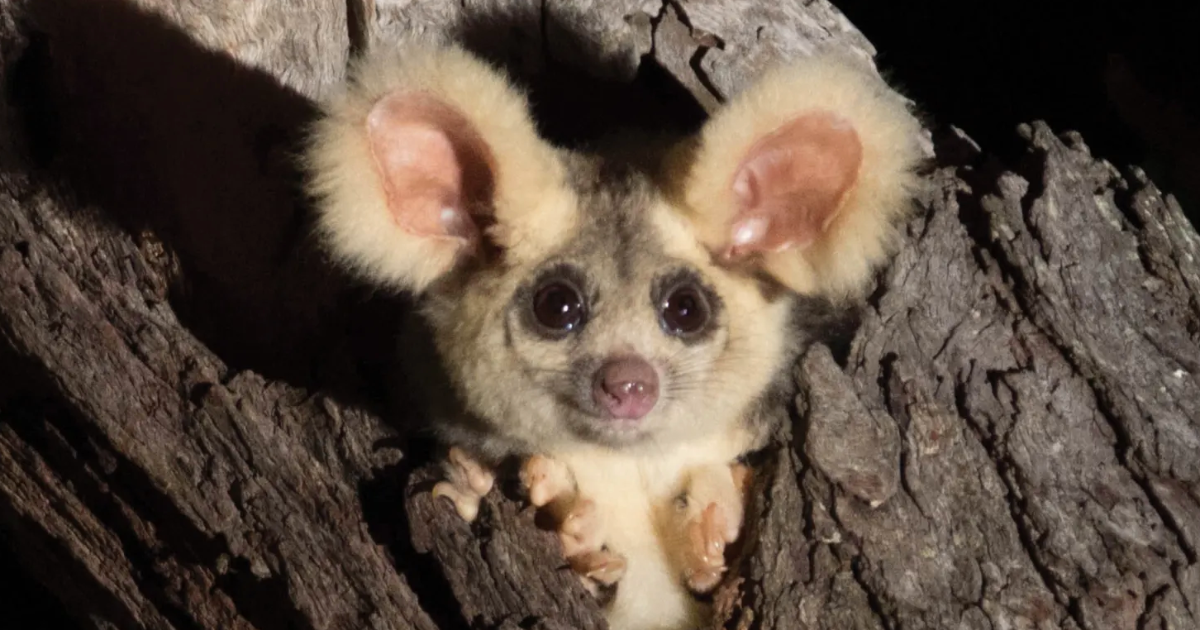New marsupial discovered in Australia with ears adorably larger than ...