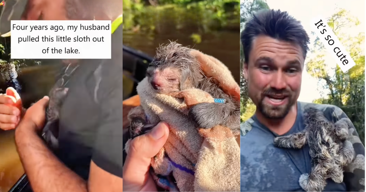 Man rescues baby sloth from drowning, four years later it's the perfect ...