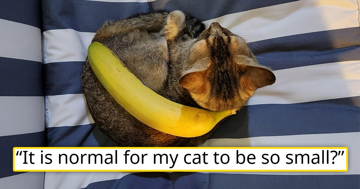Person adopts a teeny weeny kitten that never grows, wonders if there's ...