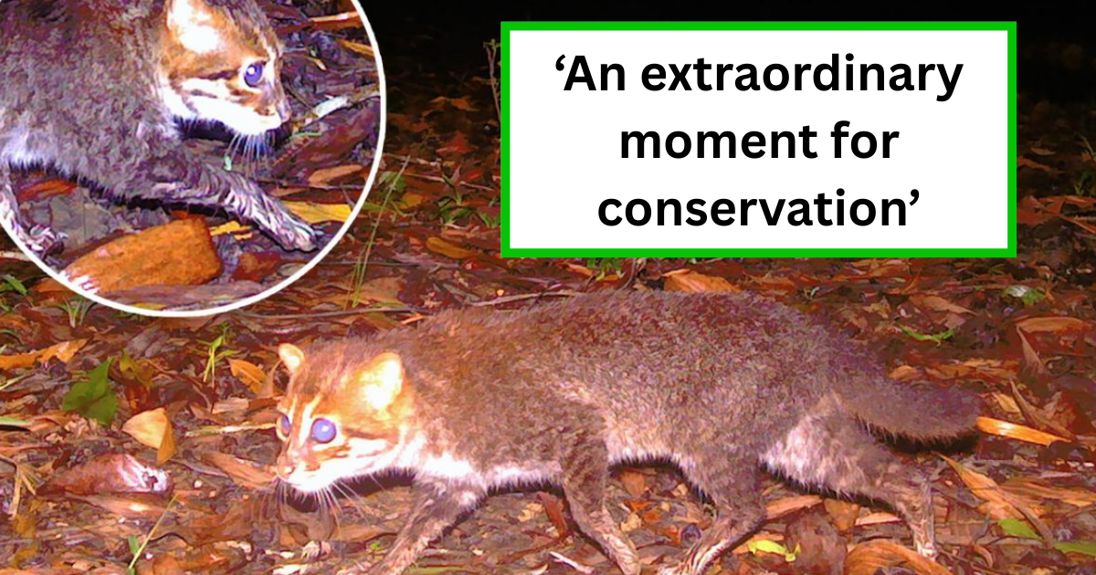 "Extinct" flat-headed wild cat remerges after 30 years of not being ...
