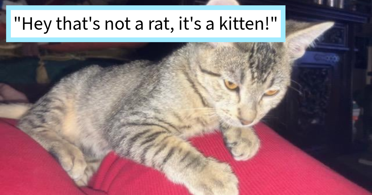 Stray kitten ‘Cy-Mon’, mistaken for rat, stages high-speed home ...