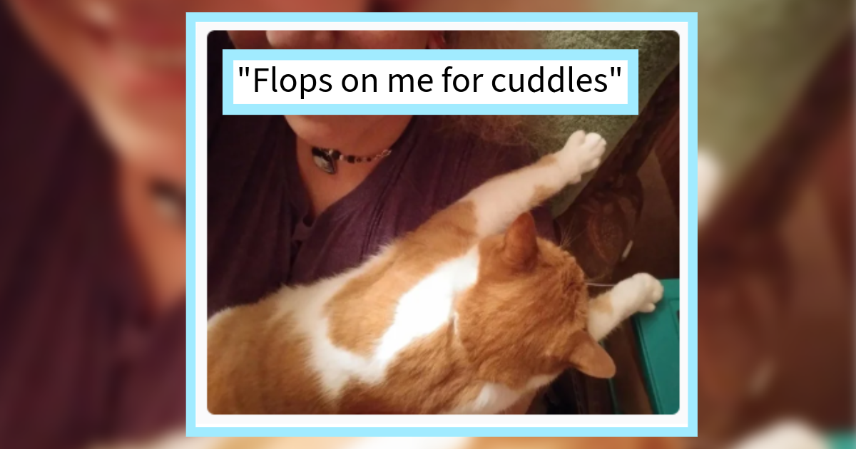 26 Cute and Curious Cat Behaviors as Told by their Pawrents - I Can Has ...