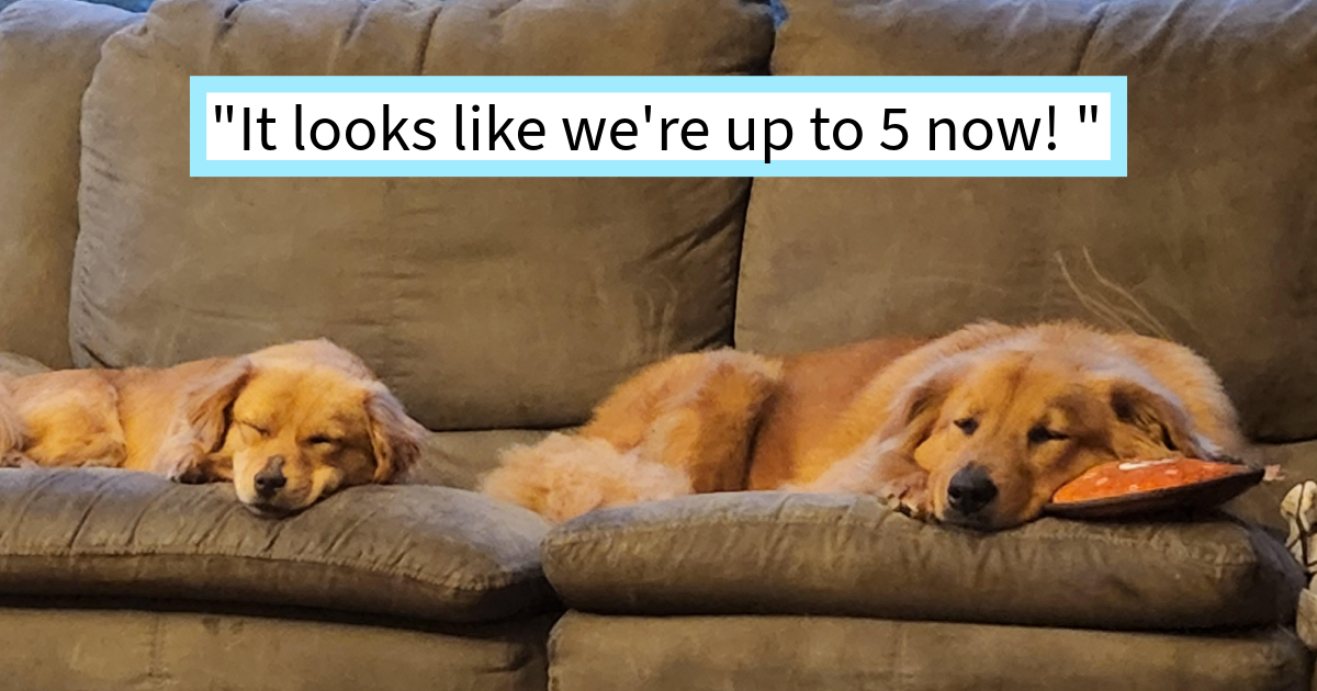 Doggo distribution network delivers canine loving couple a puppy who ...