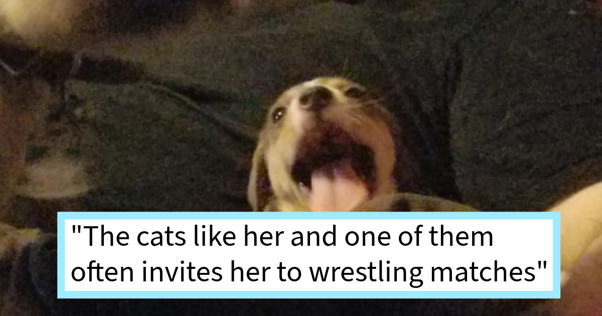 Neglected beagle puppy abandoned at rural residence is rescued and ...