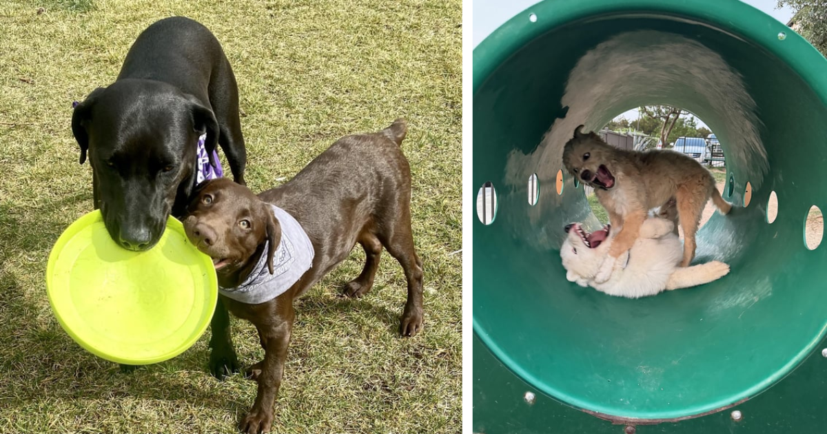 25 Pawdorable Pics of Puppers on Playdates for Hardworking Hoomans who ...