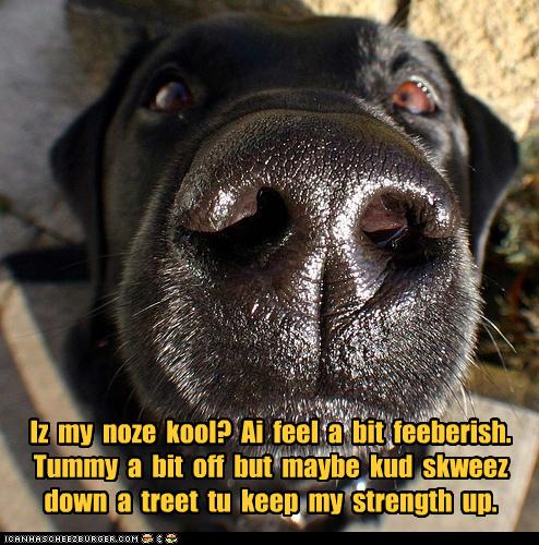 Sick Doge Memes 22 Doge Ideas | Doge, Doge Meme, Shiba Inu