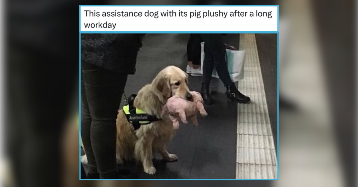 22 Hard Working Pups Who Are Good Boys and Deserve a Treat - Animal ...