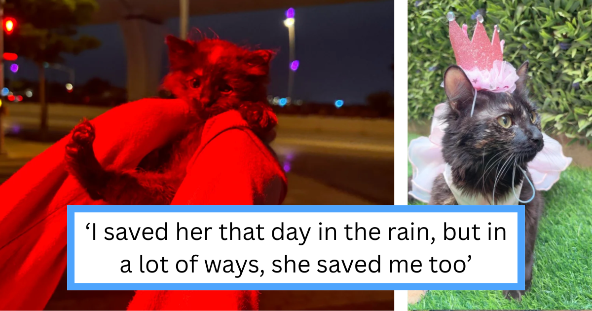 ‘Cat distribution system saved my life’: Student hears distressed meows ...