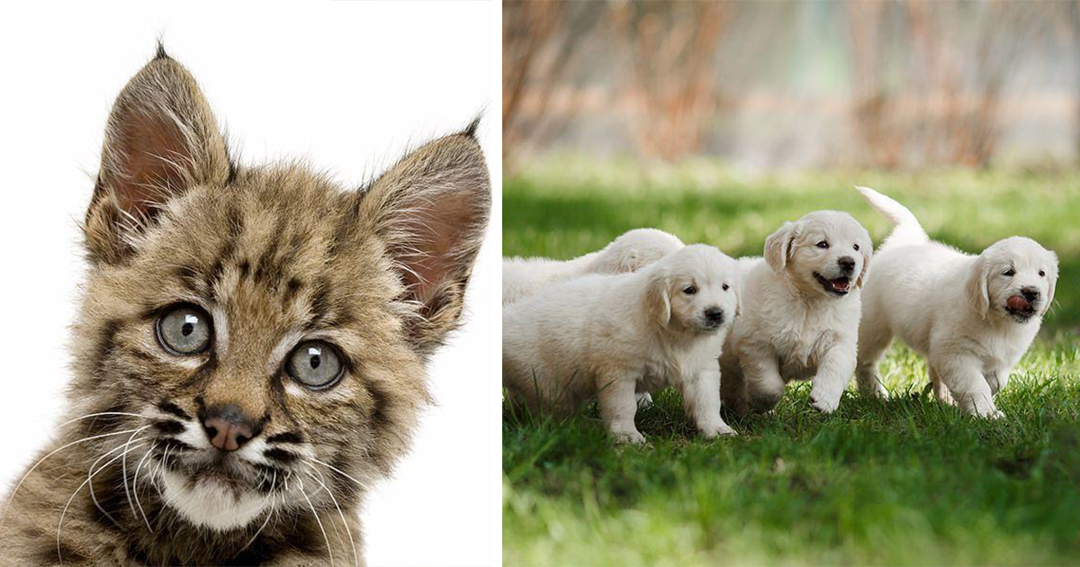 20 Itty Bitty Cute Baby Animals To Bring A Smile To Your Face (January ...
