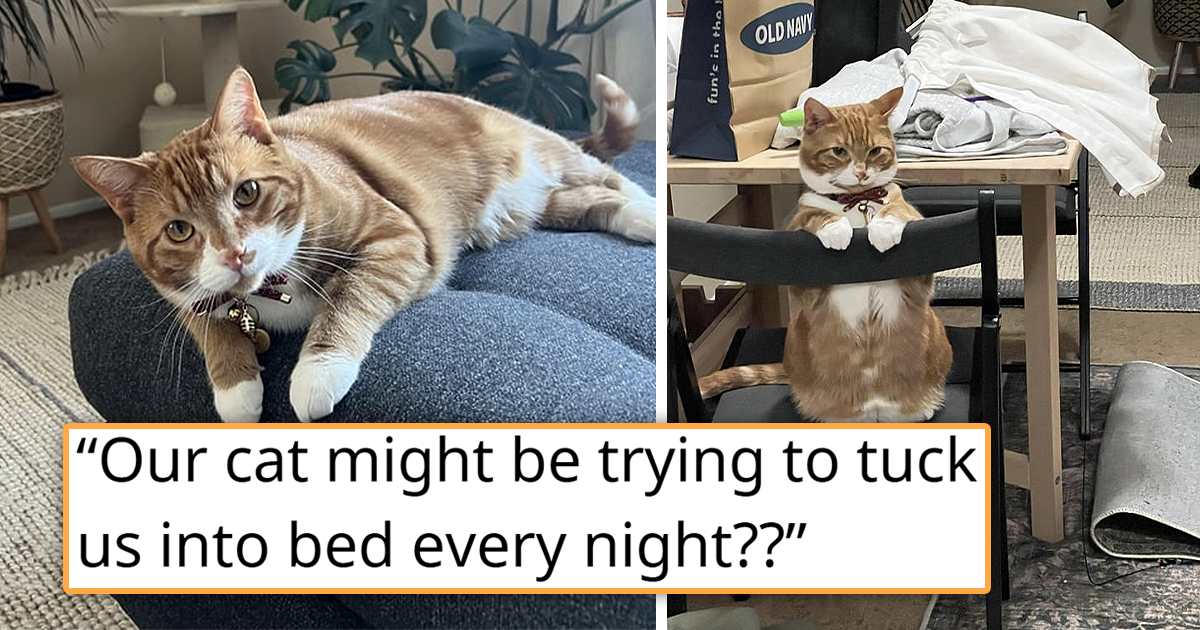 Husband and wife slowly realize that their ginger cat hilariously tucks ...