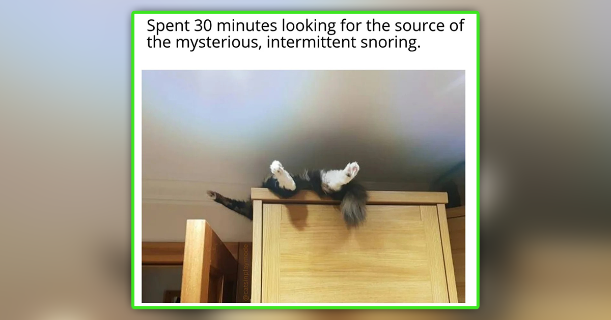 28 Cozy Cat Memes for Cold Days and Zero Motivation Under Warm Blankets ...