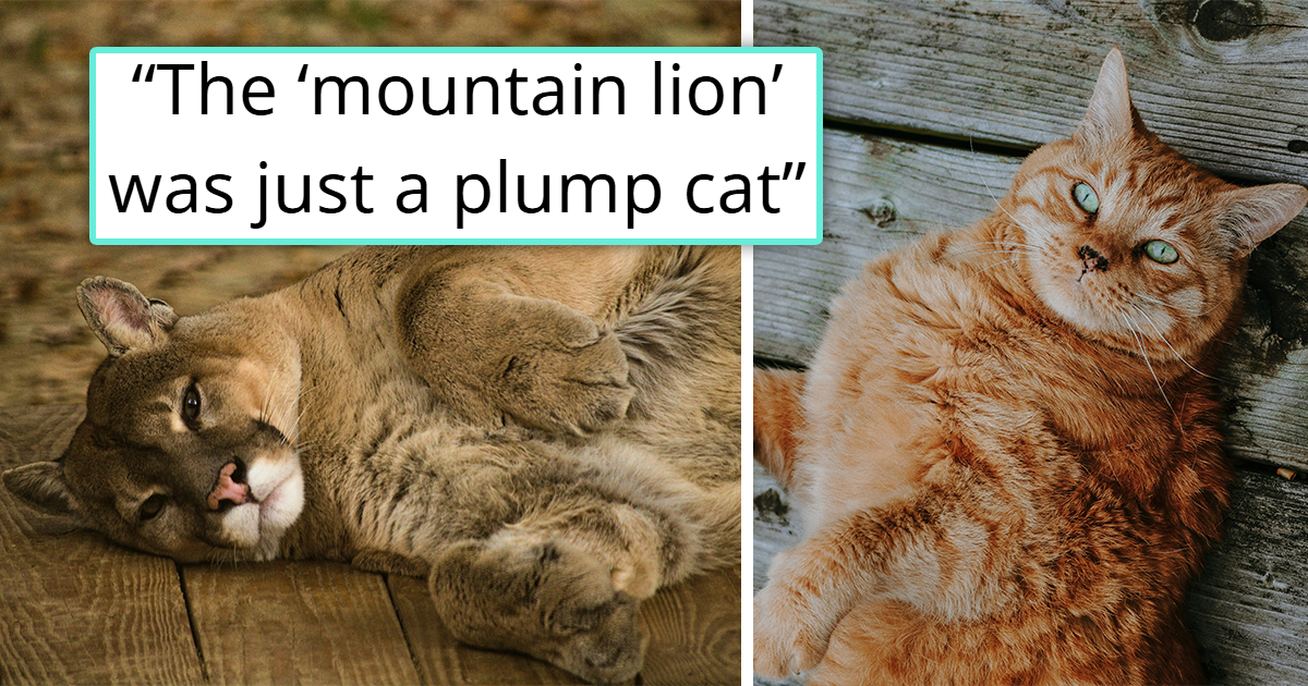 School locks down because teacher spots a "mountain lion", sending ...
