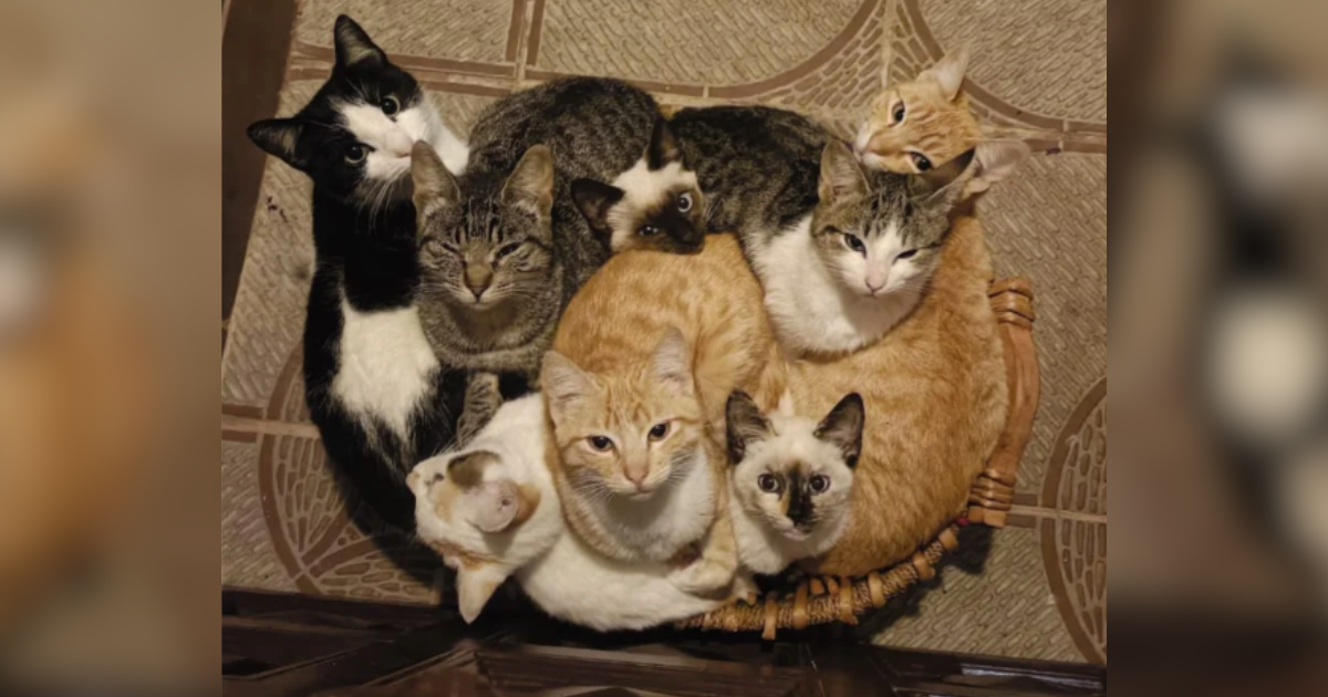 Army of fluffy felines takes over neighbor's doorstep after providing a ...
