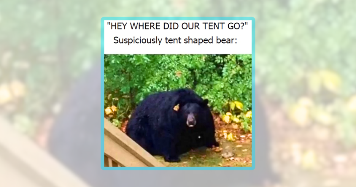 22 Beary Funny Memes to Fill All Your Bear Necessities - Animal Comedy ...