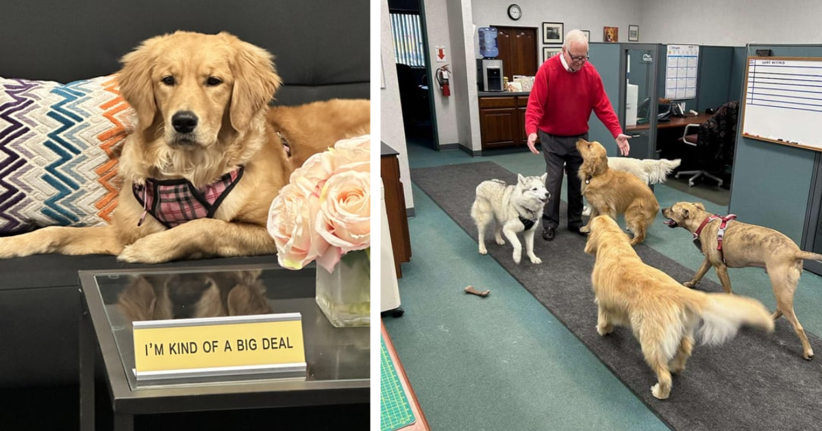 20 Awwdorable Office Dog Pics fur the Hardworking Hoomans of Canine ...