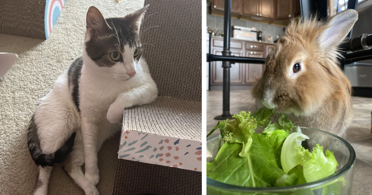 25 Awwdorable Pet Pics for Animal Lovers Who’ve Had to Leave Their Fur ...