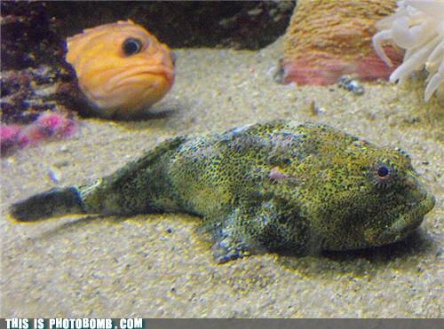 Whatcha Doin'? - Photobombs - photobomb that guy