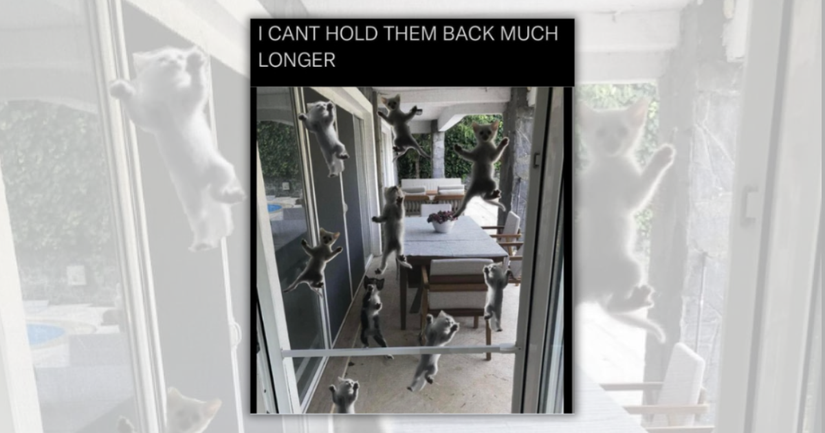 Caturday Concoction of 24 Cat Memes to Press Paws on Your Weekend and ...