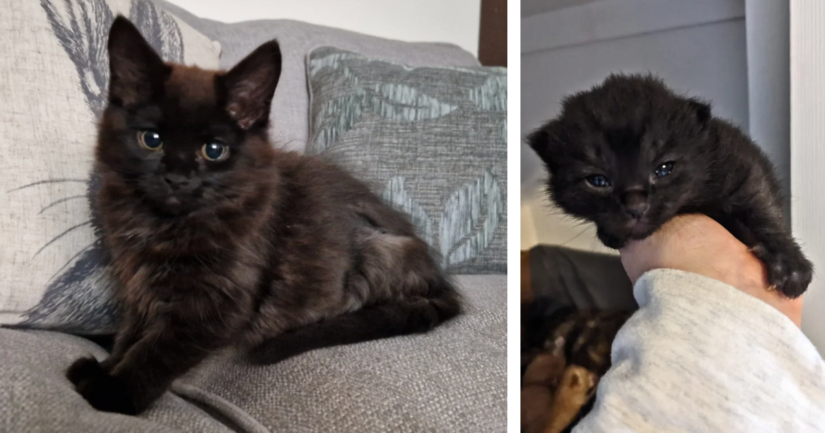 A Bundle of Beautiful Baby Black Cats in Their Purrrest Kitten Form to ...