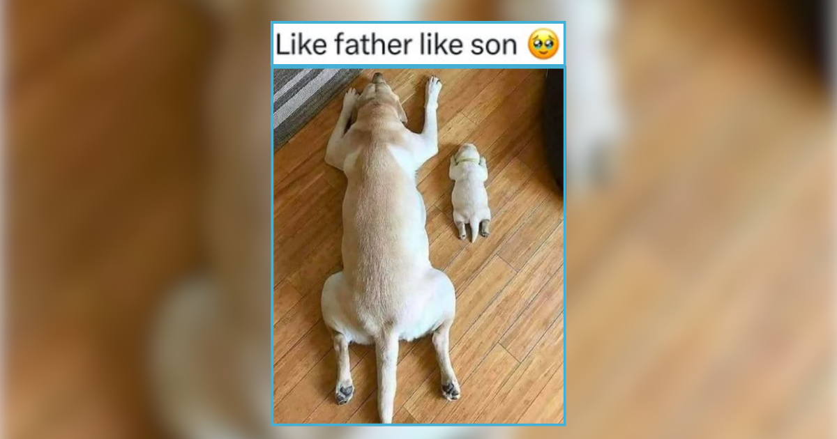 25 Downright Delightful Dog Memes For Dog Dads Indulging in ...