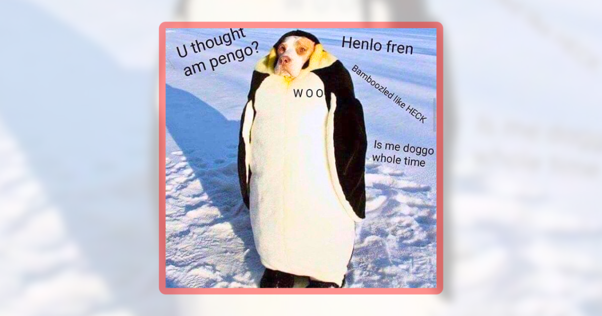 Fluff and Laugh With These 25 Funny Dog Memes - Animal Comedy - Animal ...