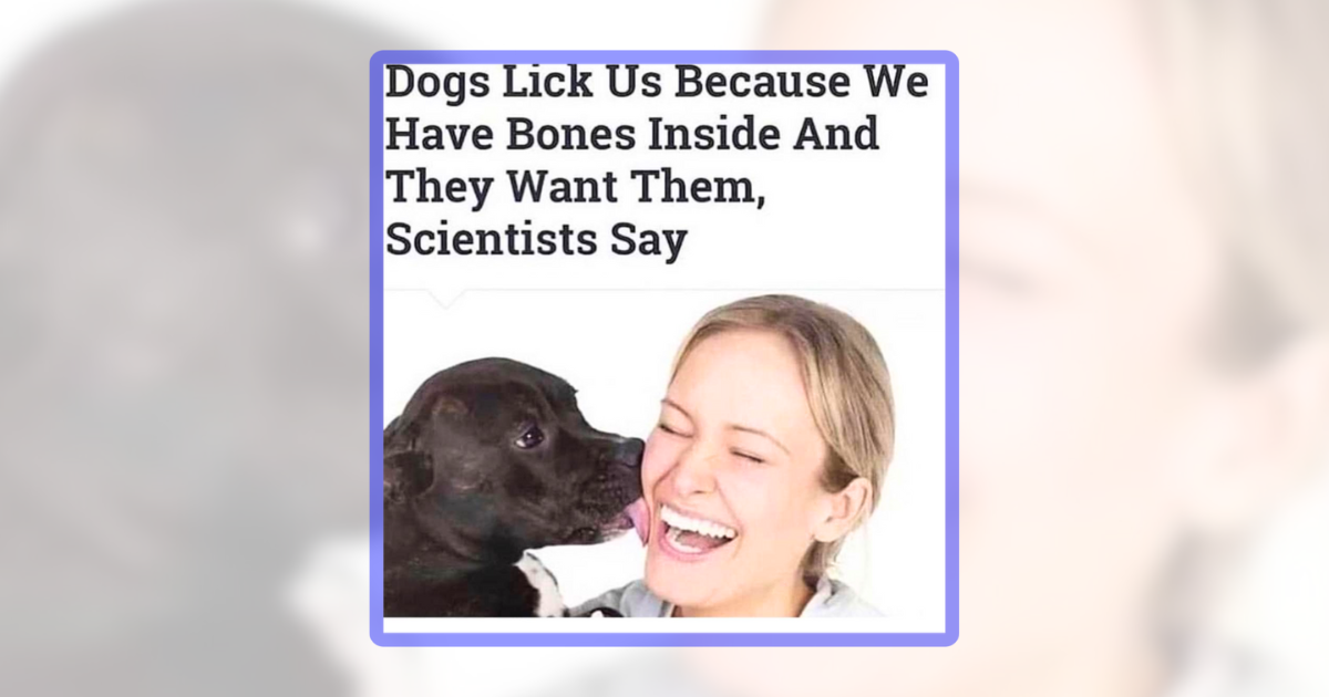 34 Borking Memes for Barktiful People Who Know Their Dog is the Goodest ...