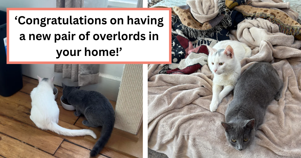 Persistent kittens looking for good home found behind dumpster by ...