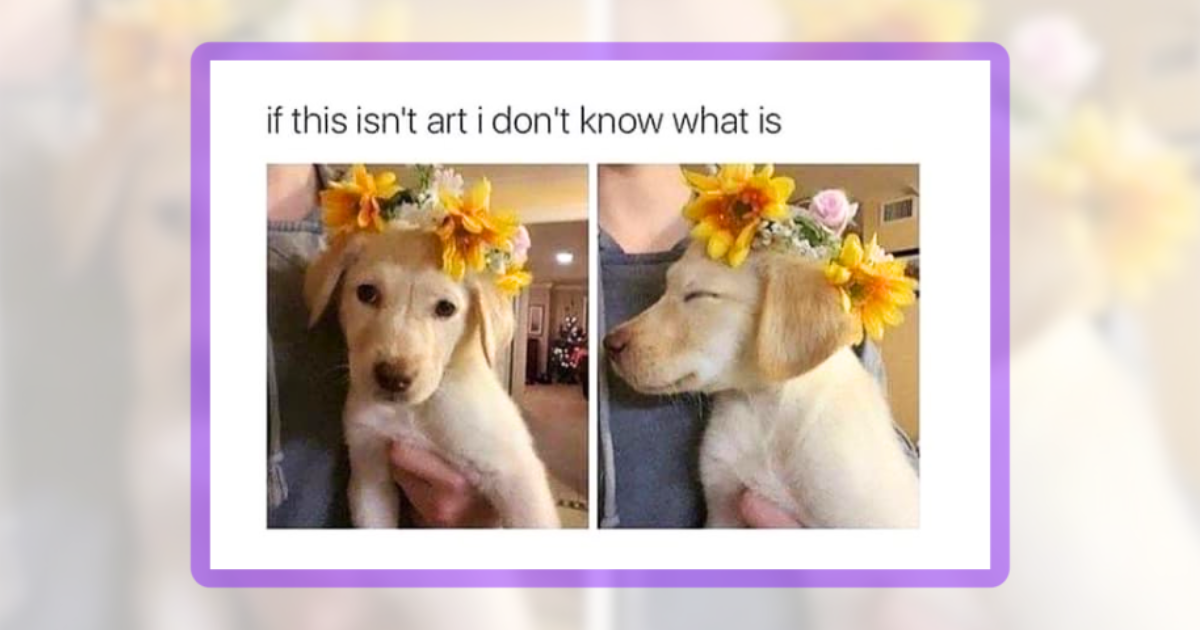 A Fresh Fetch of 24 Pup Posts to Open Your Week With Puptimism - Animal ...