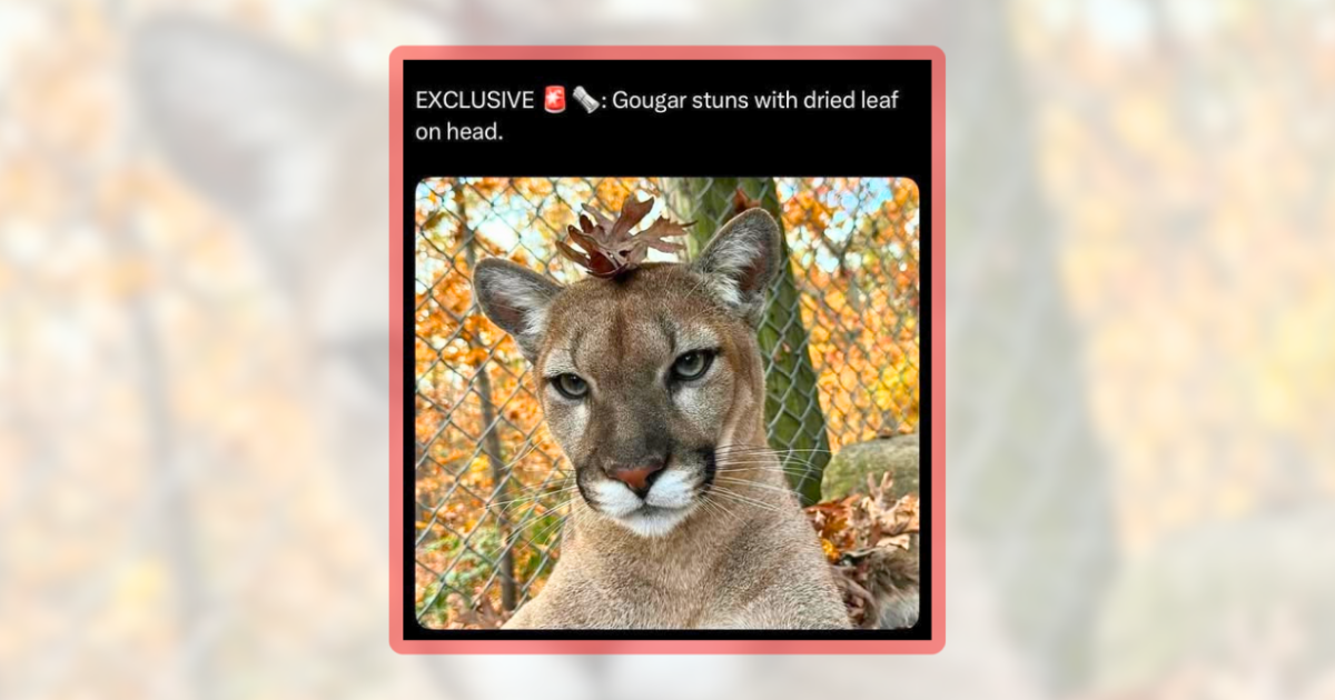 22 Silly Big Cat Memes to Paws Your Day and Feel Wildly Better - Animal ...