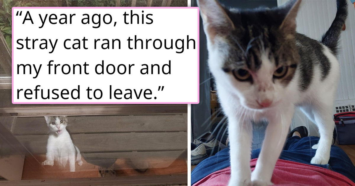 'The little fluffball followed me home': Pregnant stray cat barges into ...