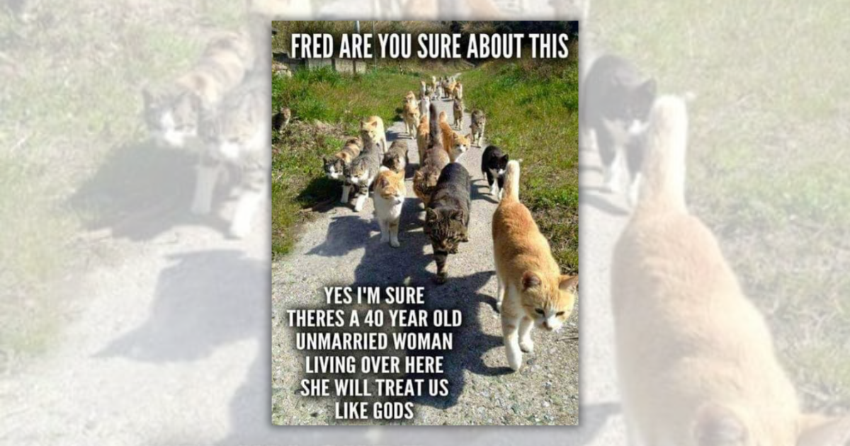 40 Memes for Feline Fanatics Over 40 Who’ve Loved Cats Their Whole 9 ...