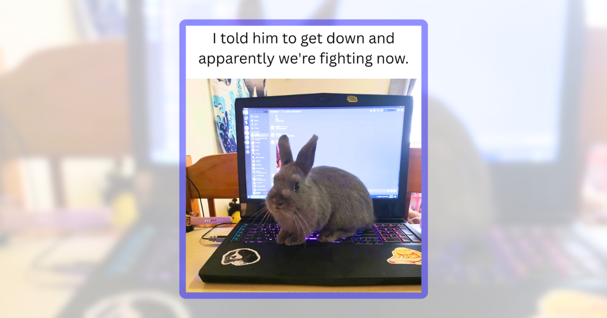 20 Hare-larious Bunny Memes to Keep You From Going Completely Carrots ...