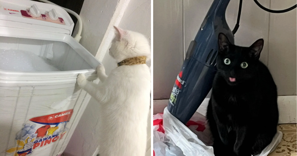 22 Furtastic Pictures of Cats Lending a Paw Around the House - I Can ...