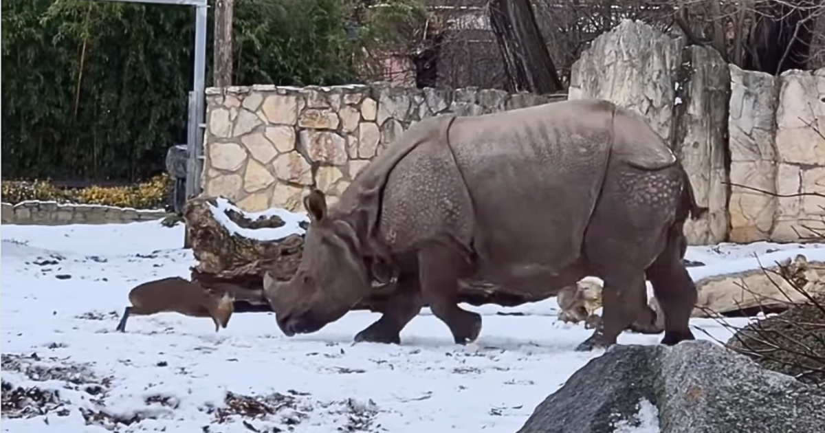 'An unexpectedly sweet and funny moment': Tiny deer challenges 1.7 ton ...
