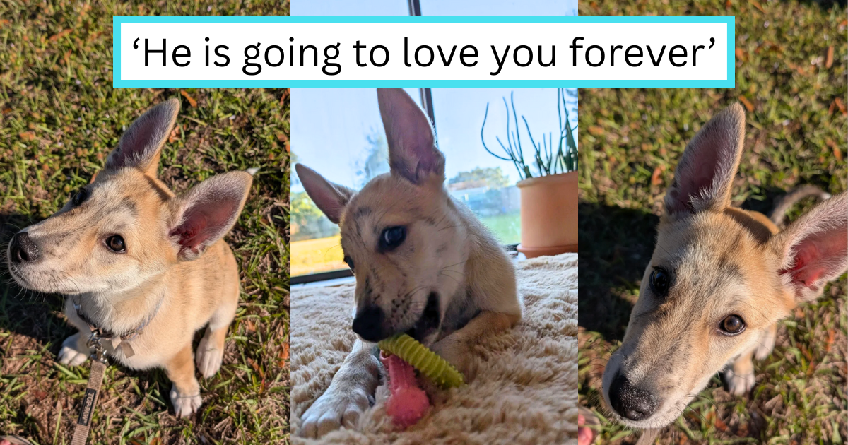 Veterinarian rescues dumpster puppy from behind the office, gives it to ...