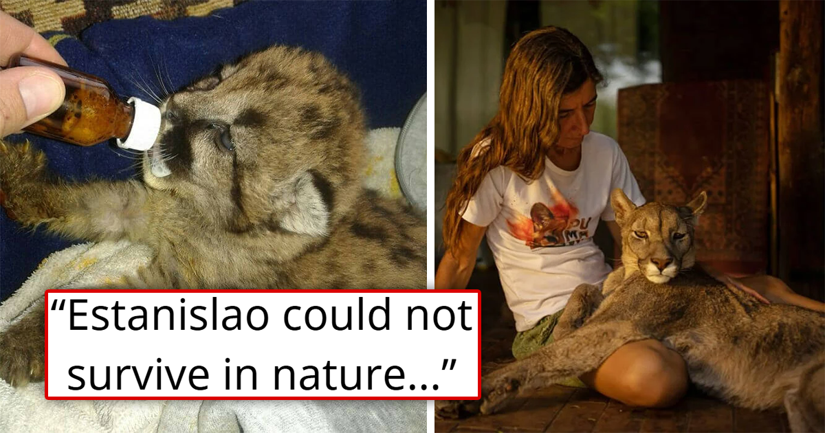 Blind puma cub is abandoned by his mom after a tragic accident that ...