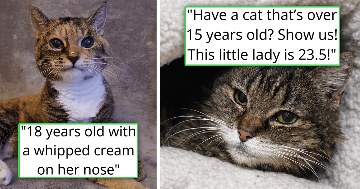 20 Adorable Senior Cats Showing Age Is Just a Number With Their Wrinkly ...
