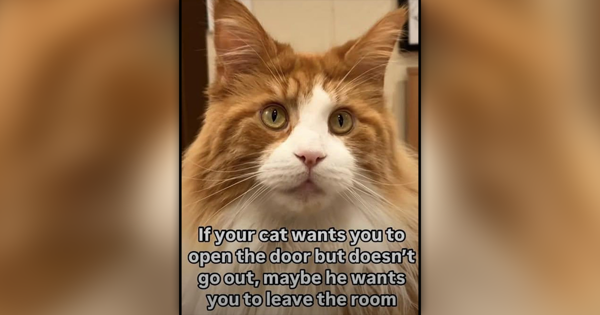 25 Adorably Cute Cat Memes to Sprinkle Some Whiskered Wonder Into Your ...