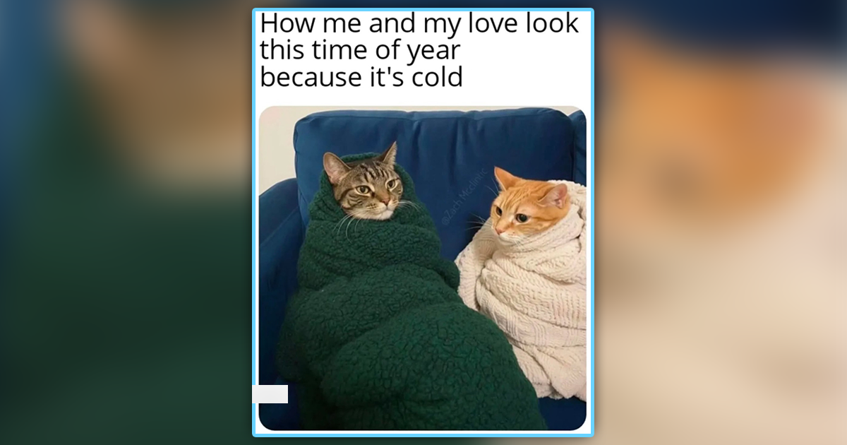 24 Funniest Feline Memes to Begin the Weekend with Warmth and Giggles ...