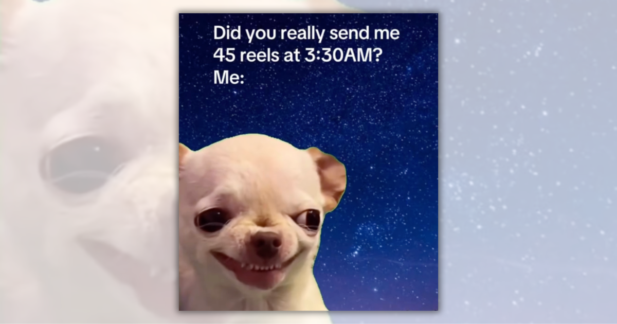 24 Posts for Adorable Animal Lovers Funnily Fueling Their Group Chats ...