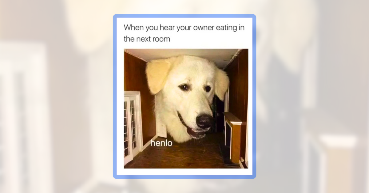 22 Playful Pup Memes for Dog Lovers Who Live for Goofy Good-Boy Energy ...